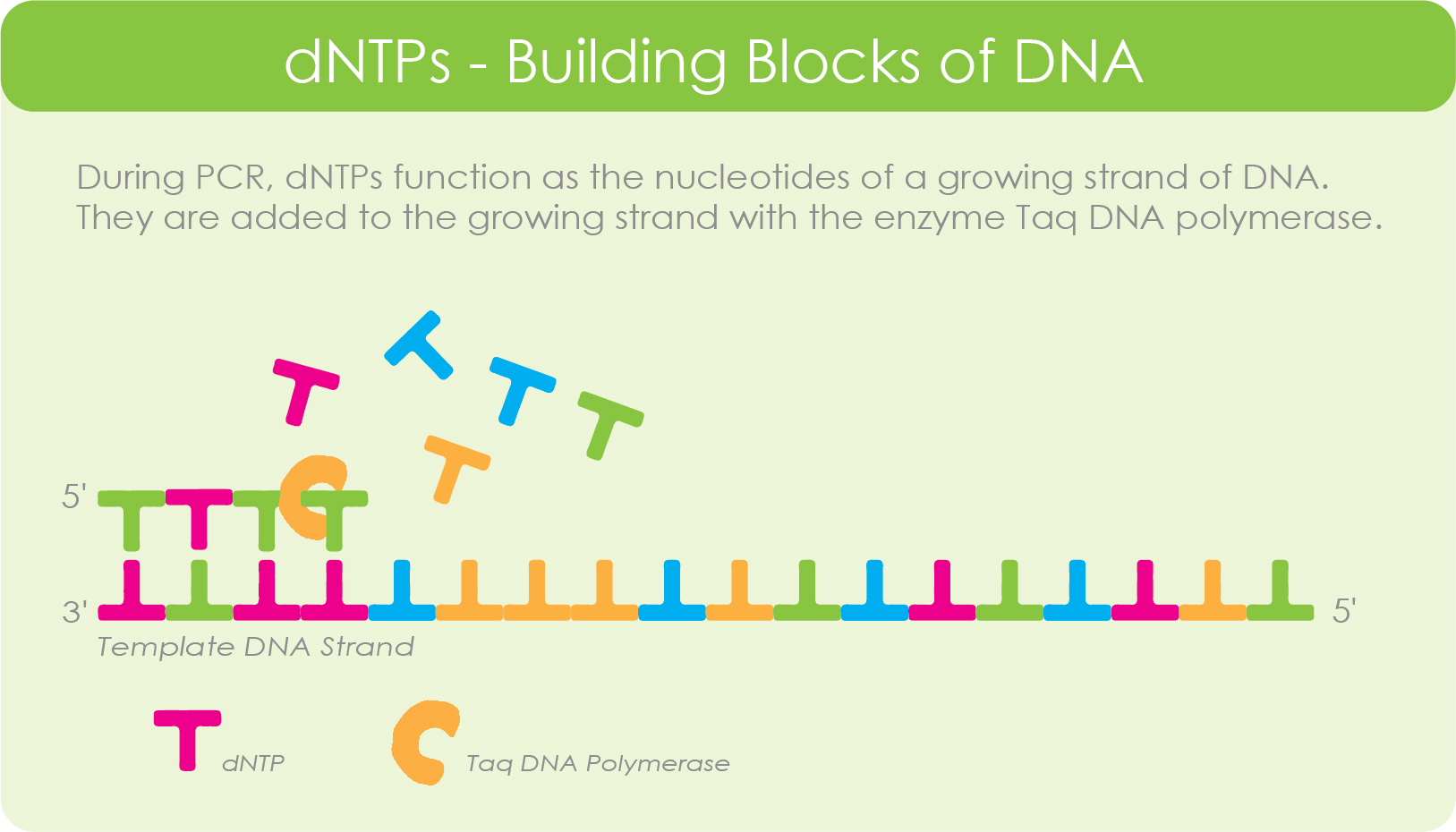dNTP Mix - ZellBio GmbH - Quality and affordable reagents
